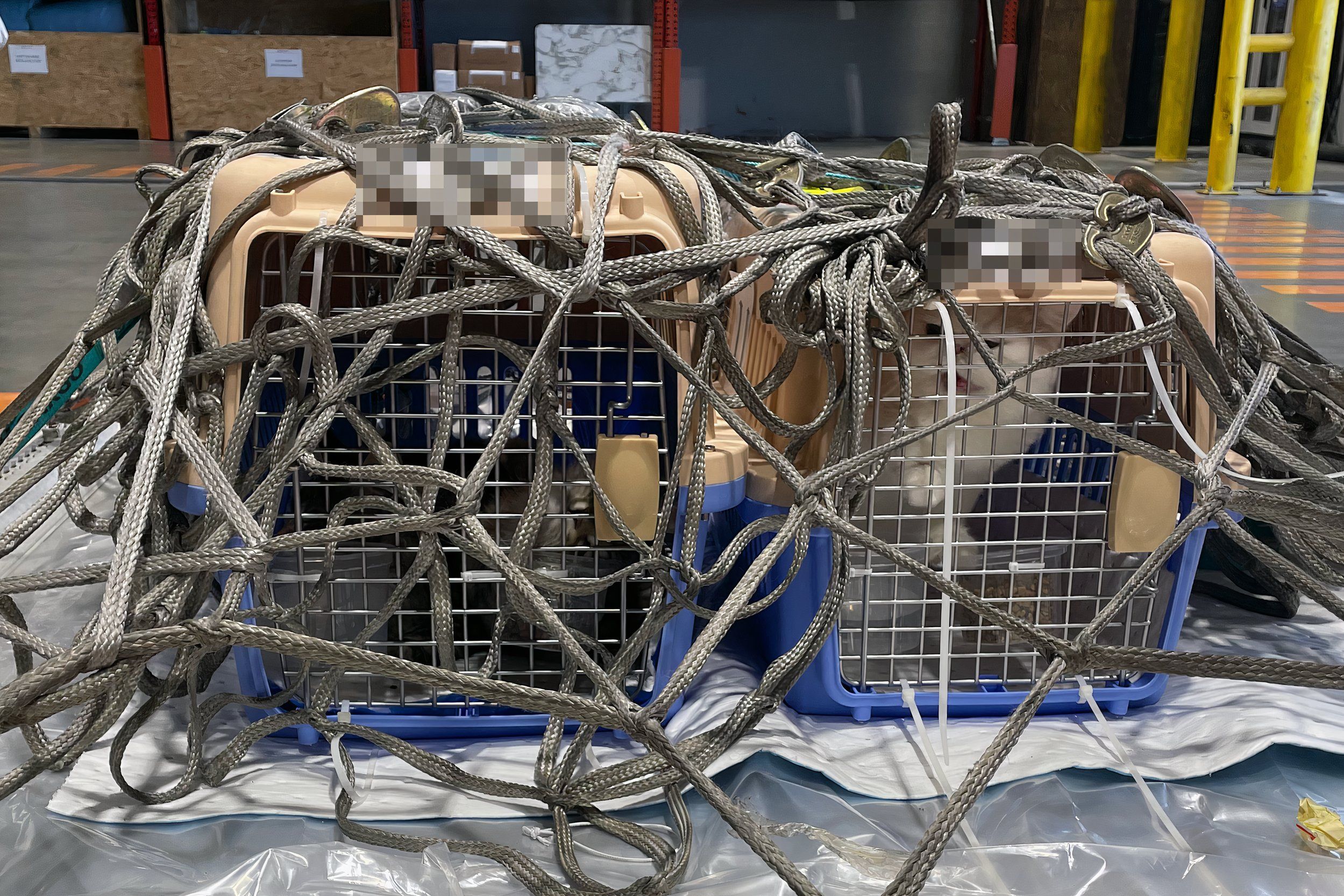 How Turkish Airlines Transports Live Animals Around The World - Infralog