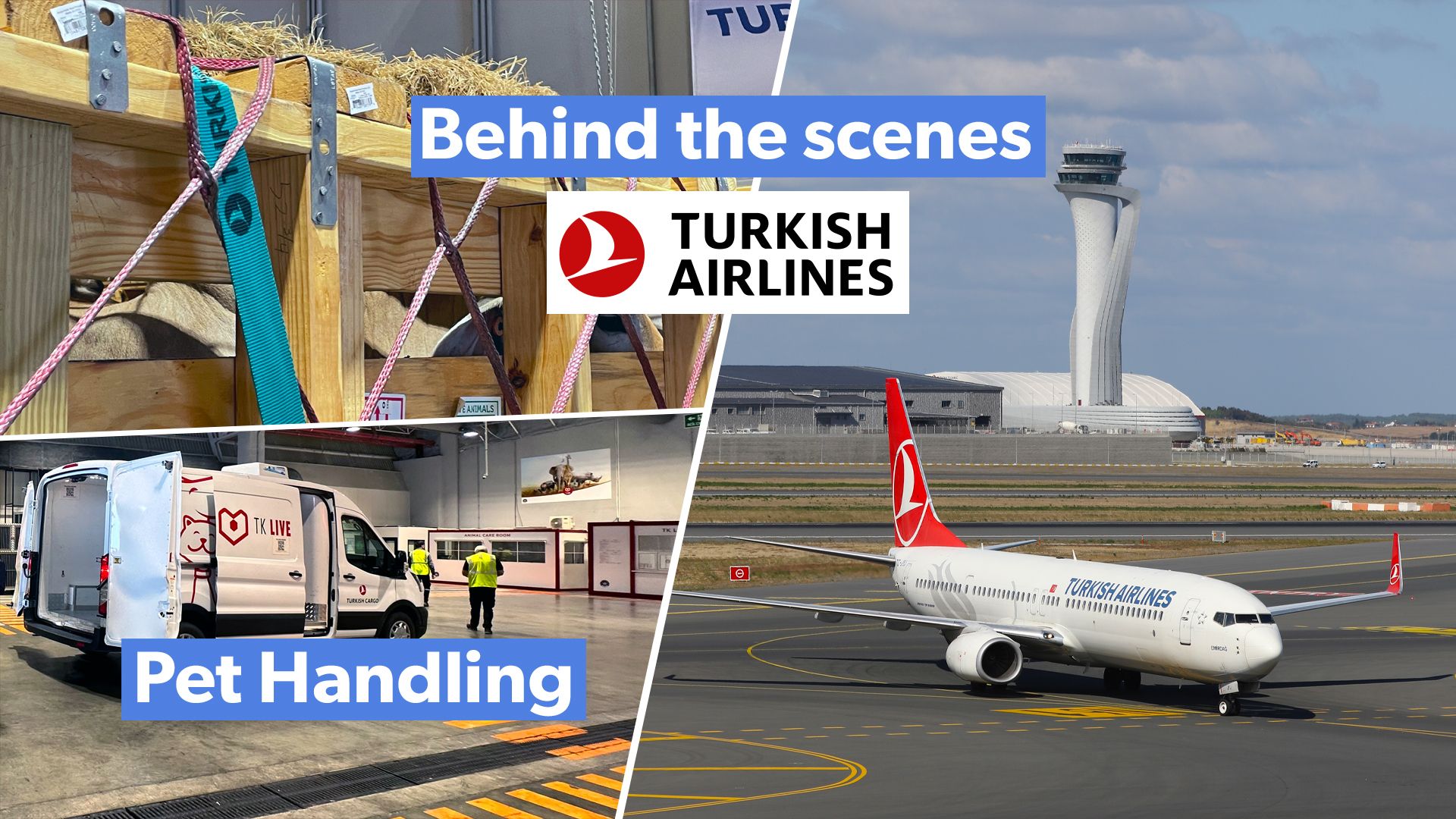 How Turkish Airlines Transports Live Animals Around The World - Infralog