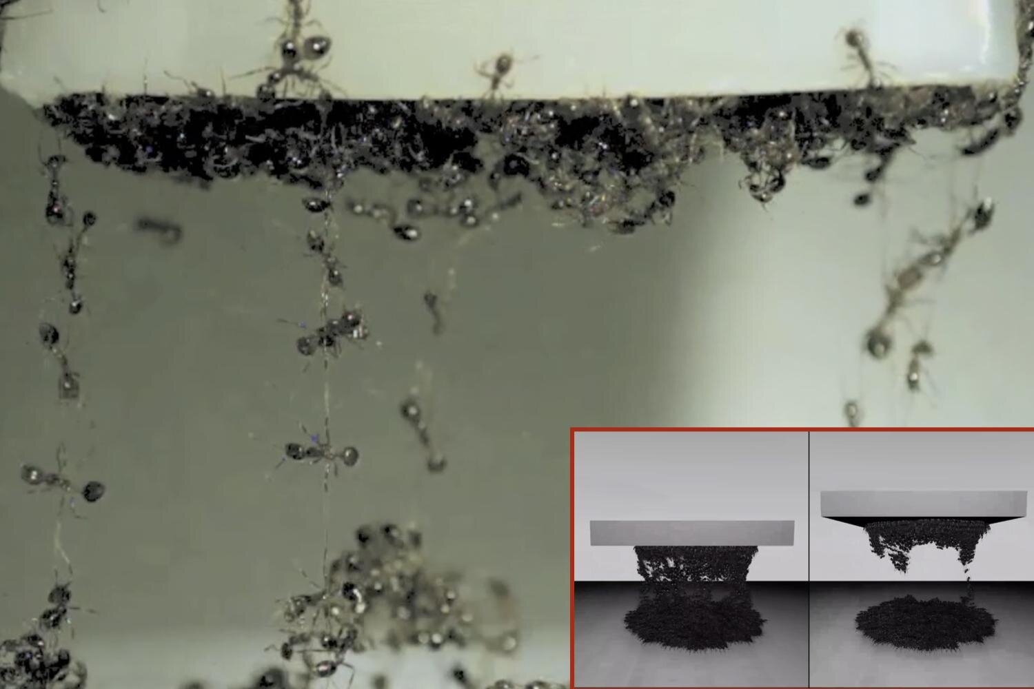 Ant swarm simulation unlocks possibilities in materials engineering ...